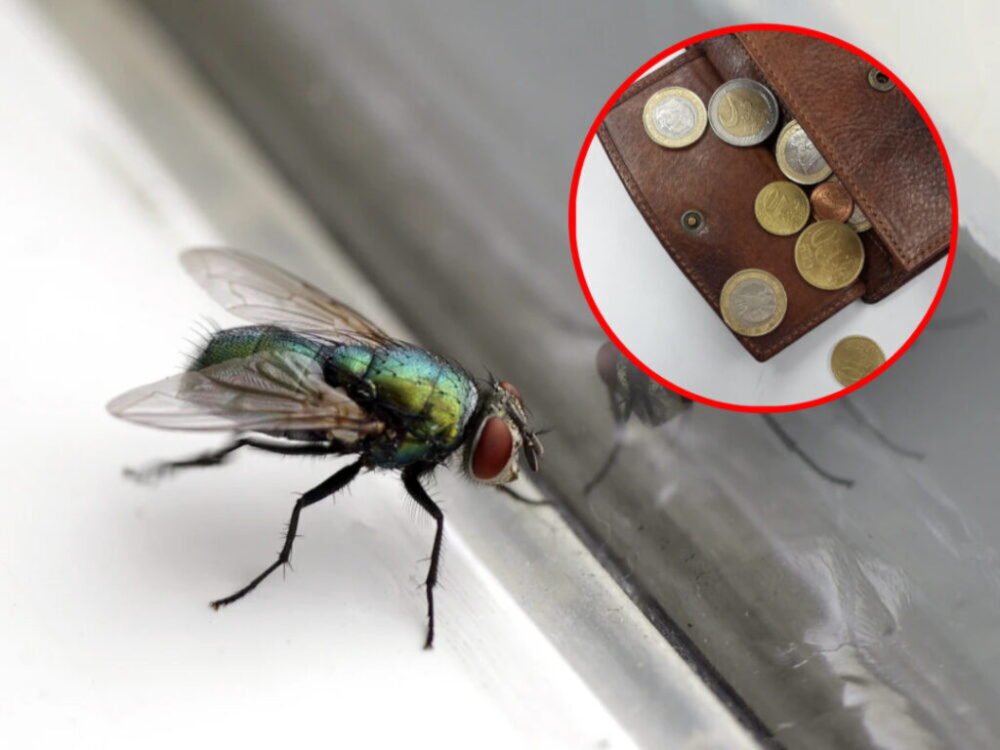 Geniálny nápad z vidieka. Zaveste vrecko s vodou na dvere. Žiadna mucha ...